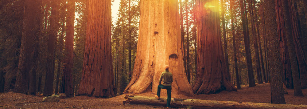 From the Redwood Forest: Conservation & Biodiversity | MEJDI Tours